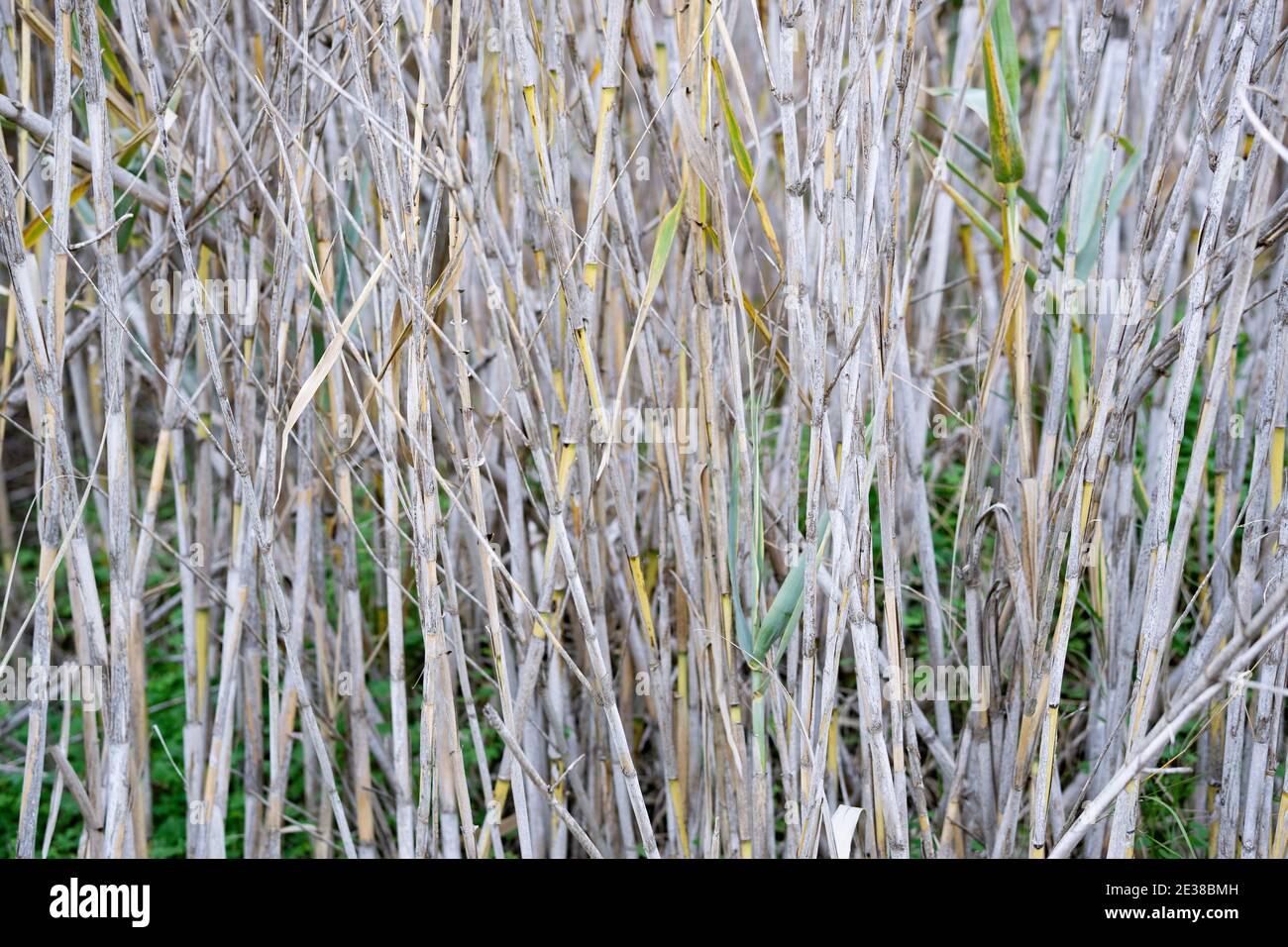 Green cane fields hi-res stock photography and images - Alamy