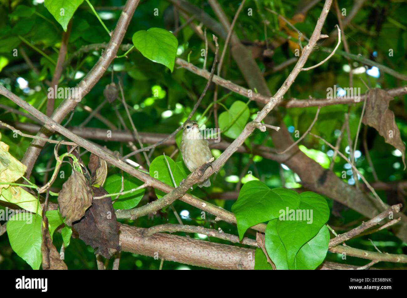 Seychelles Warbler (Acrocephalus sechellensis) resting on a branch tree ...
