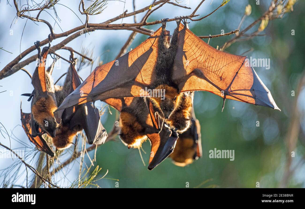 Flying fox colony hi-res stock photography and images - Alamy