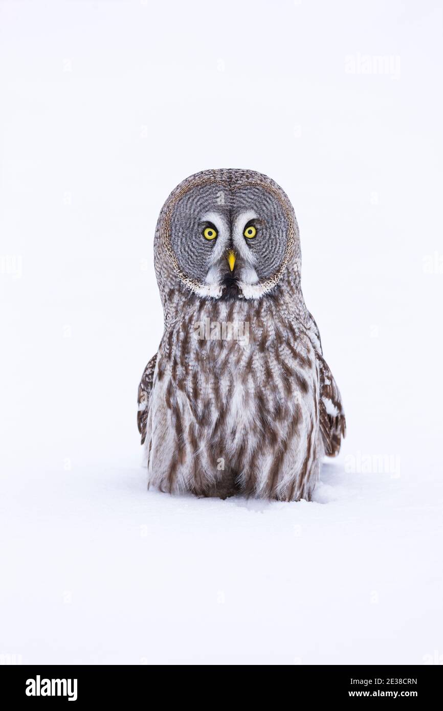 CARABO LAPON - GREAT GREY OWL (Strix nebulosa Stock Photo - Alamy