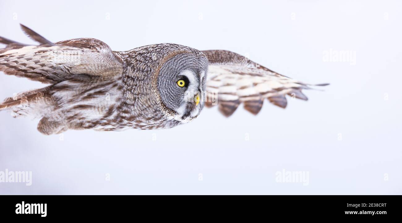 CARABO LAPON - GREAT GREY OWL (Strix nebulosa Stock Photo - Alamy