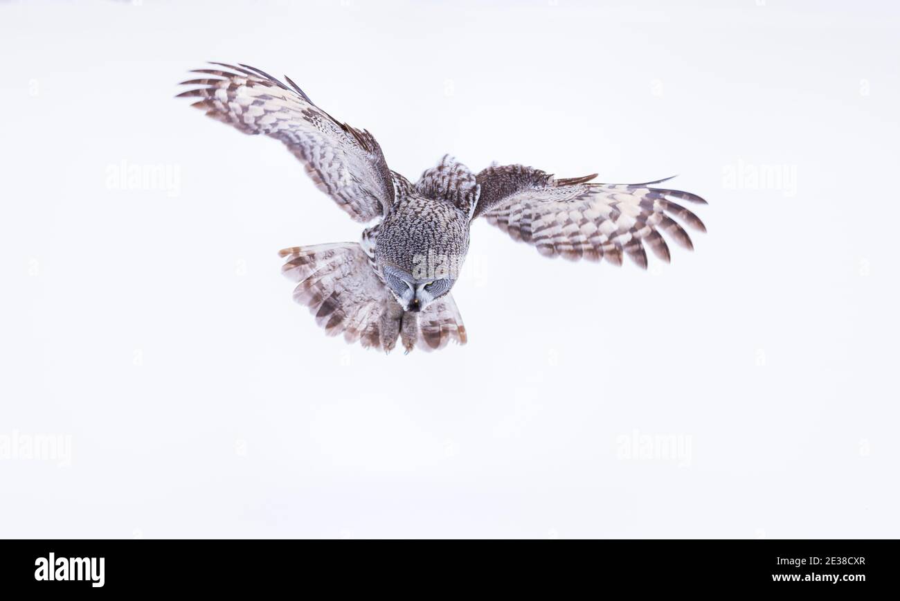 CARABO LAPON - GREAT GREY OWL (Strix nebulosa Stock Photo - Alamy