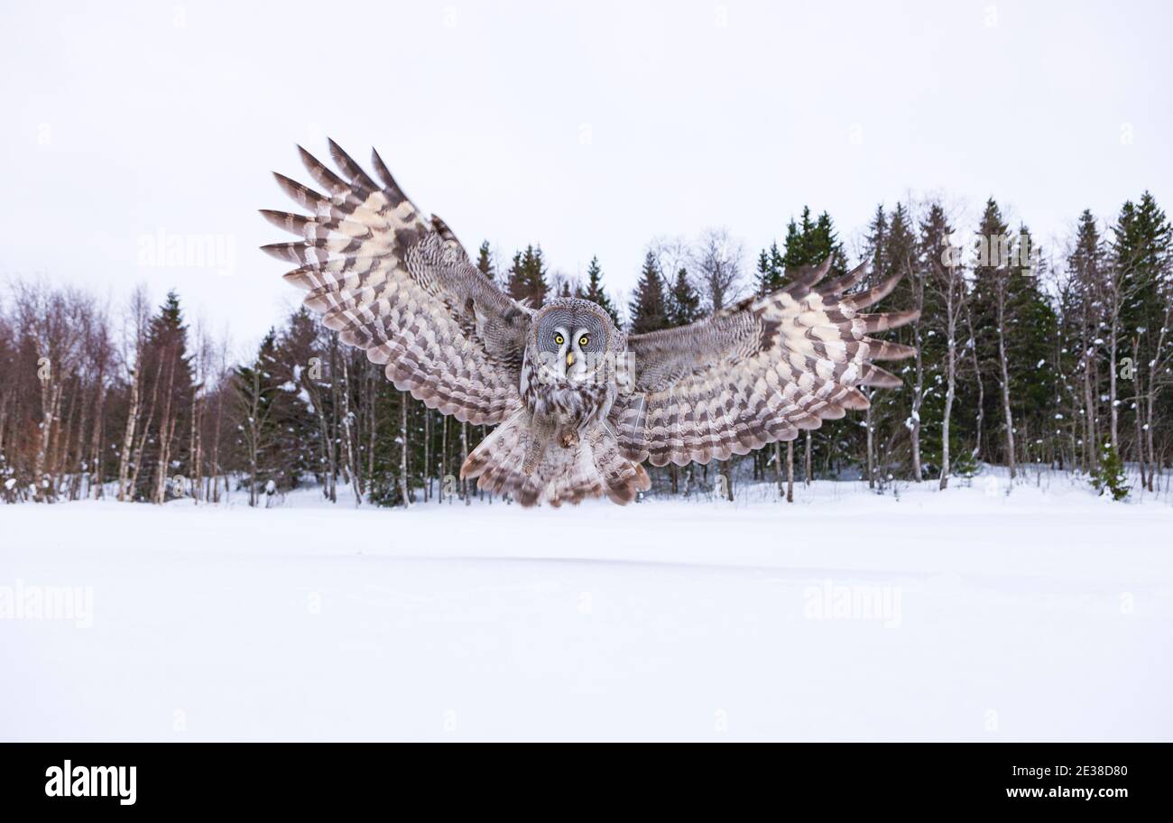 CARABO LAPON - GREAT GREY OWL (Strix nebulosa Stock Photo - Alamy