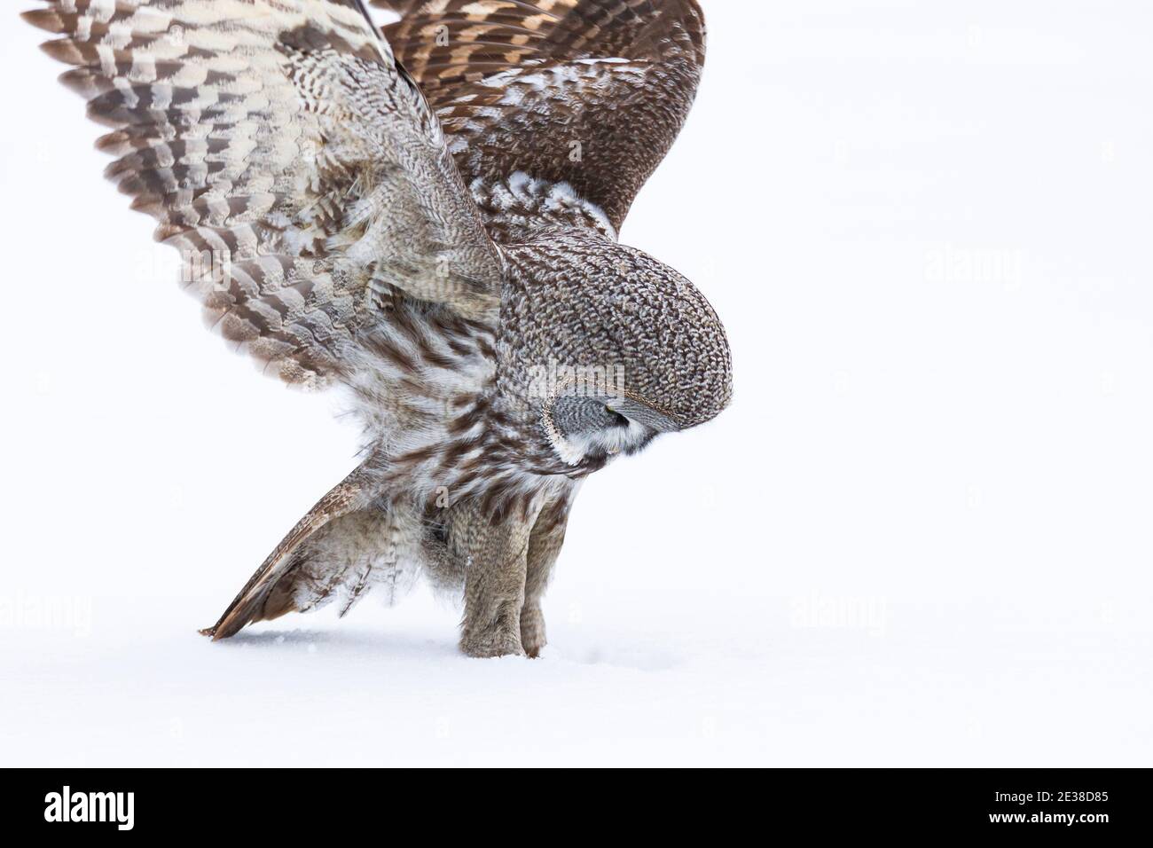 CARABO LAPON - GREAT GREY OWL (Strix nebulosa Stock Photo - Alamy