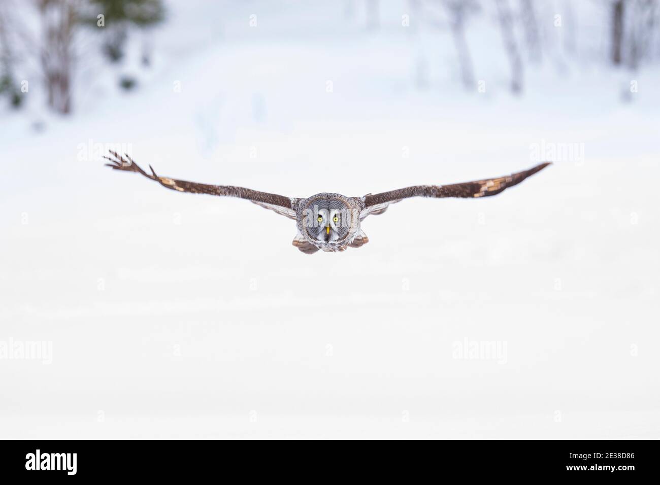 CARABO LAPON - GREAT GREY OWL (Strix nebulosa Stock Photo - Alamy