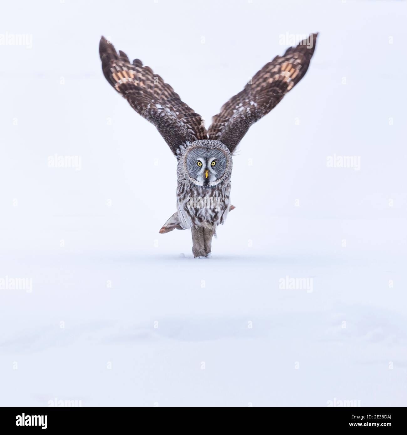 CARABO LAPON - GREAT GREY OWL (Strix nebulosa Stock Photo - Alamy