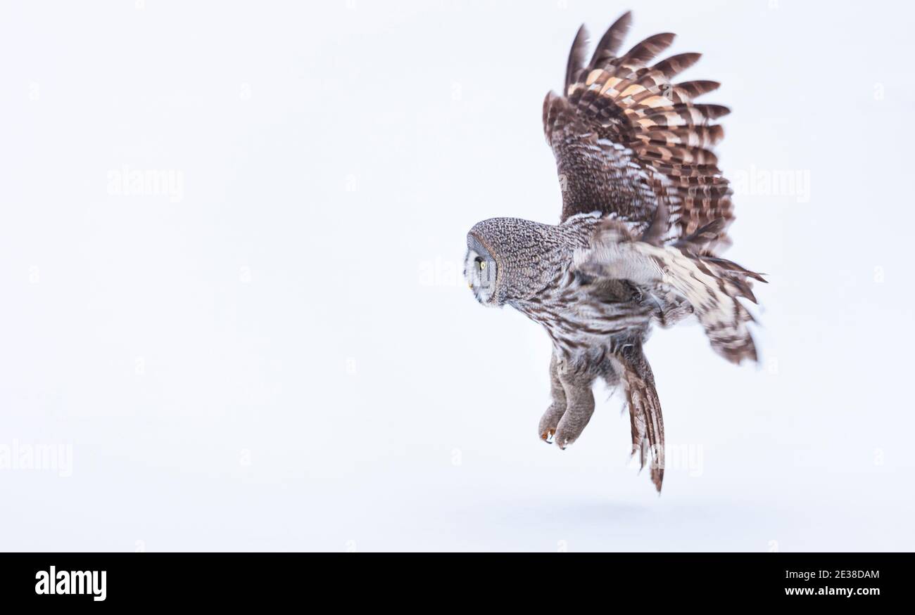 CARABO LAPON - GREAT GREY OWL (Strix nebulosa Stock Photo - Alamy