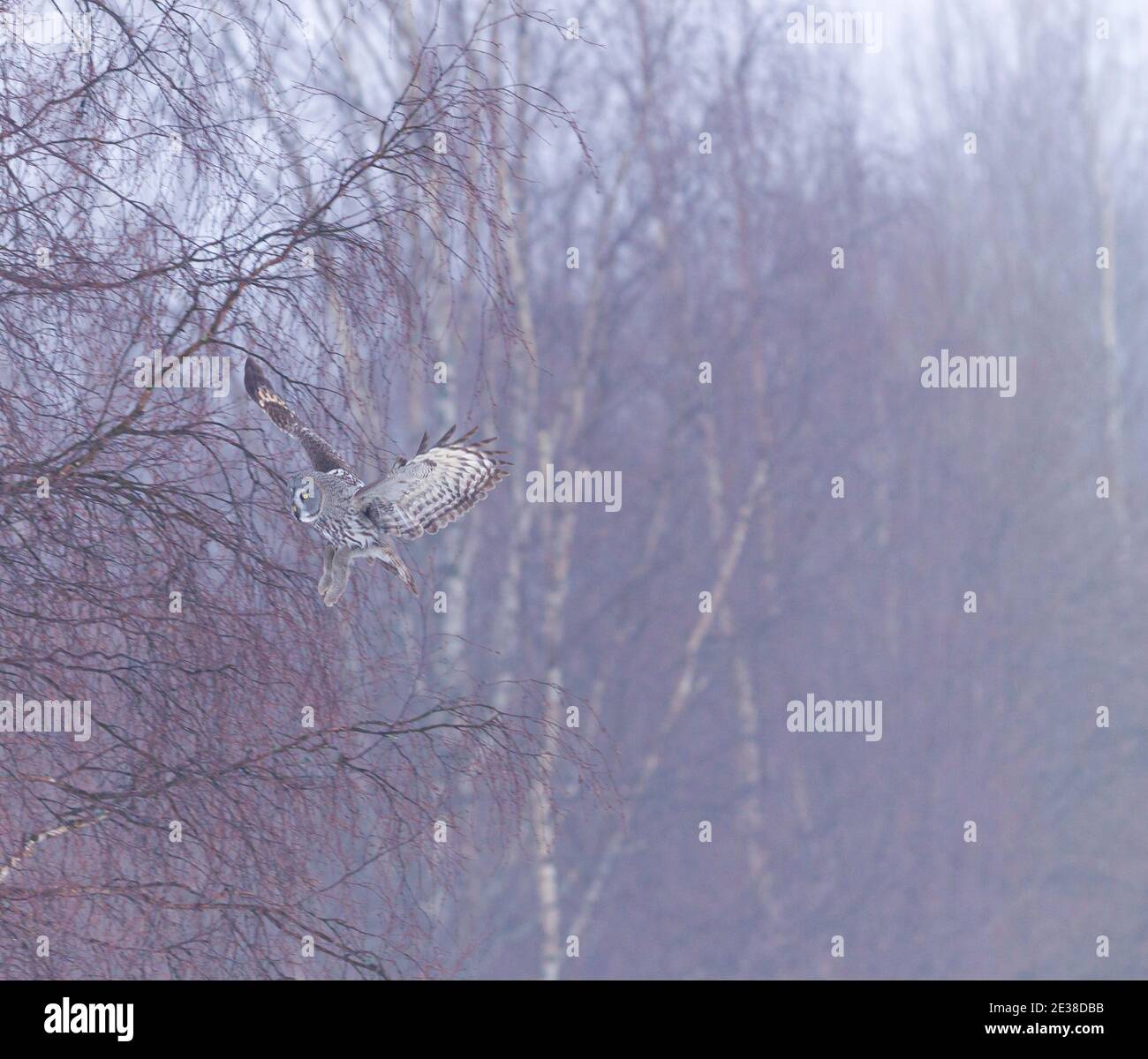 CARABO LAPON - GREAT GREY OWL (Strix nebulosa Stock Photo - Alamy