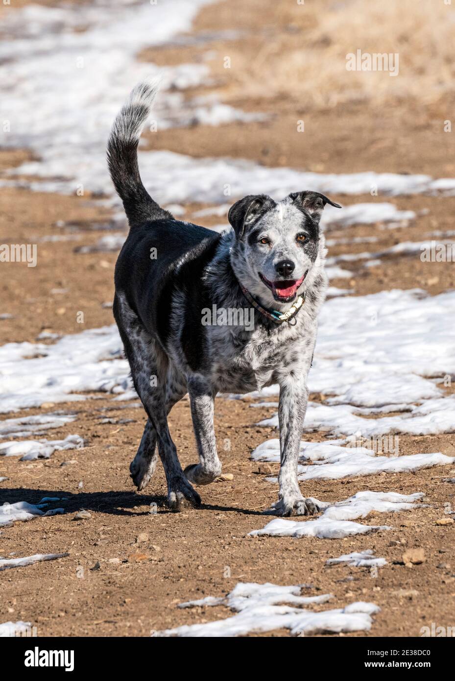 Mixed breed dog running on a central Colorado Ranch; USA Stock Photo ...