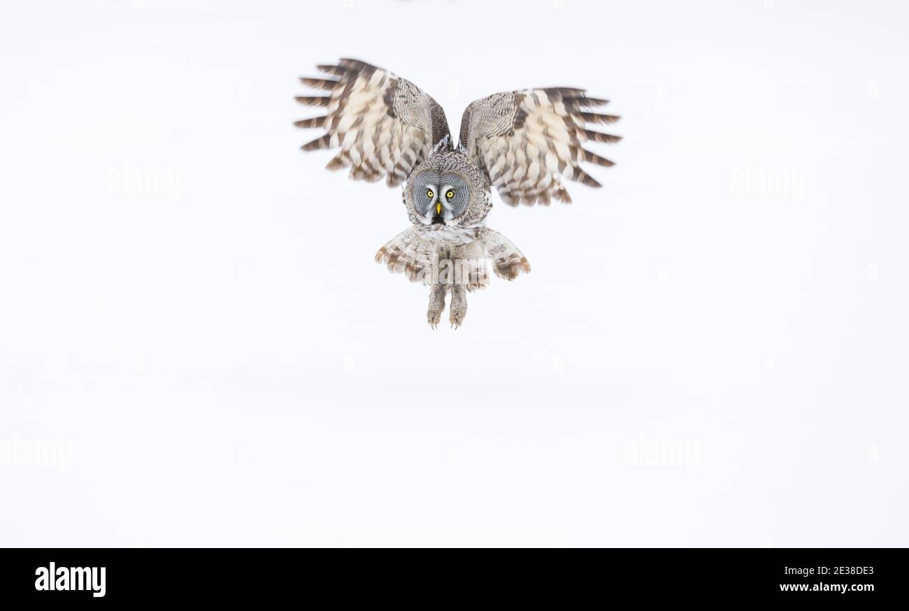 CARABO LAPON - GREAT GREY OWL (Strix nebulosa Stock Photo - Alamy