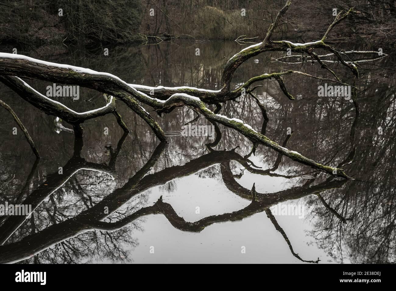 reflections of a fallen tree in a lake Stock Photo - Alamy