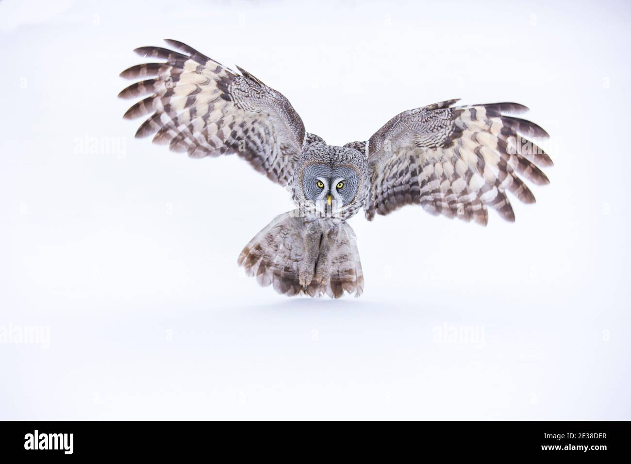 CARABO LAPON - GREAT GREY OWL (Strix nebulosa Stock Photo - Alamy