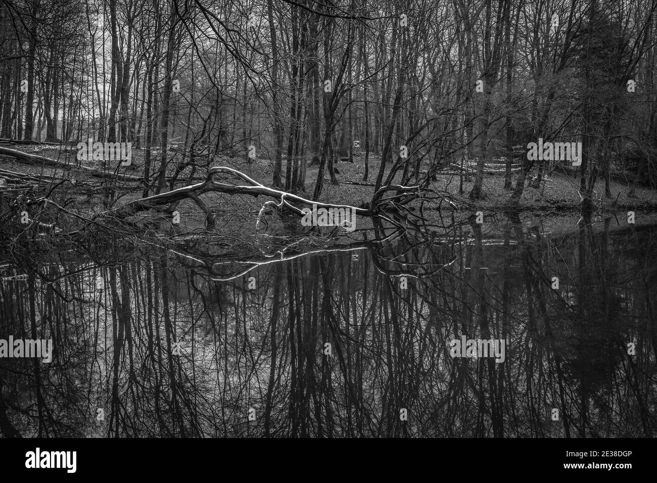reflections of a fallen tree in a lake Stock Photo - Alamy