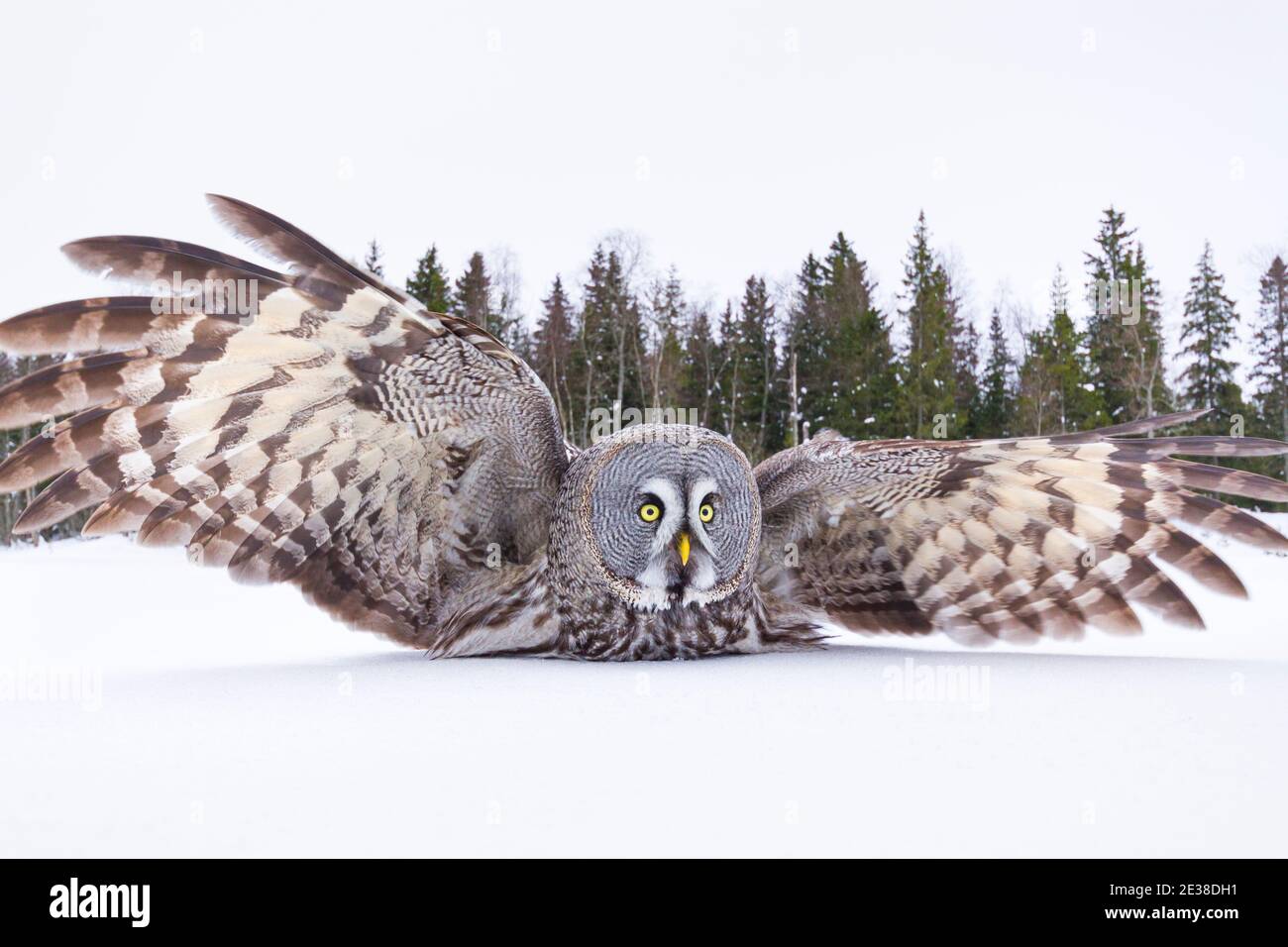 CARABO LAPON - GREAT GREY OWL (Strix nebulosa Stock Photo - Alamy