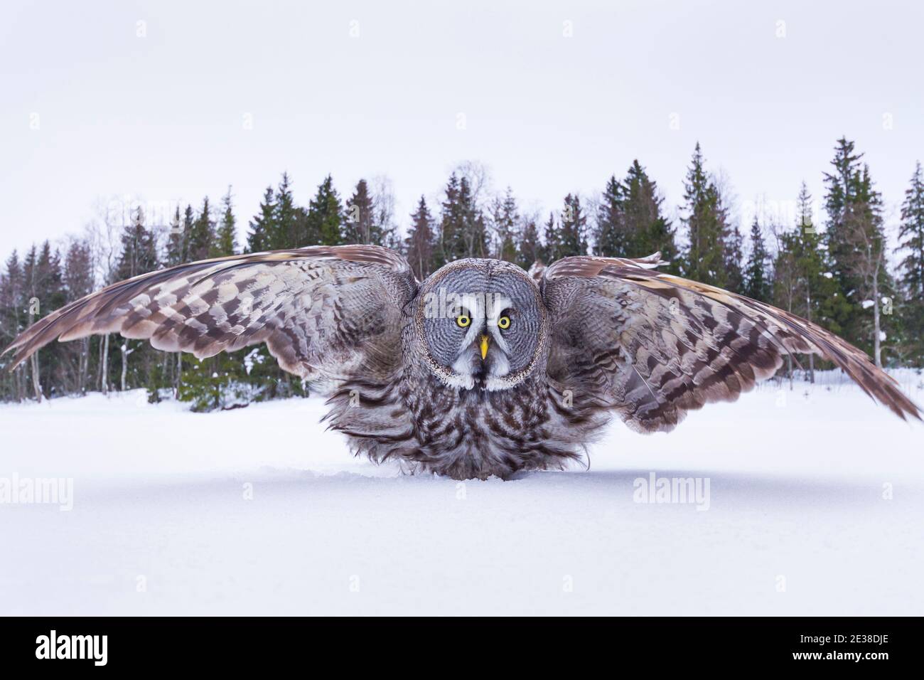 CARABO LAPON - GREAT GREY OWL (Strix nebulosa Stock Photo - Alamy