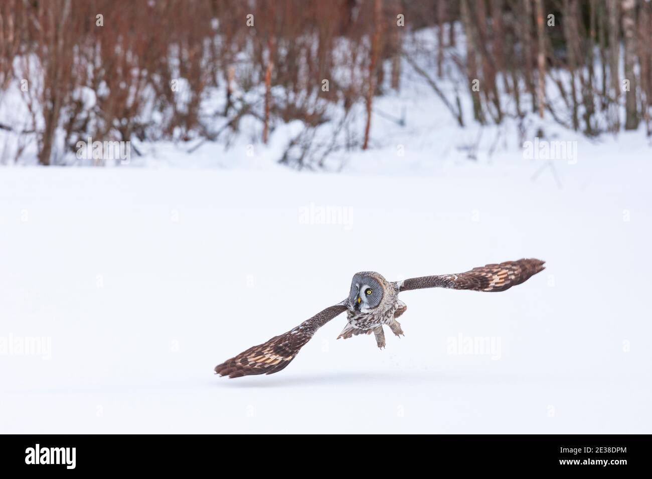 CARABO LAPON - GREAT GREY OWL (Strix nebulosa Stock Photo - Alamy