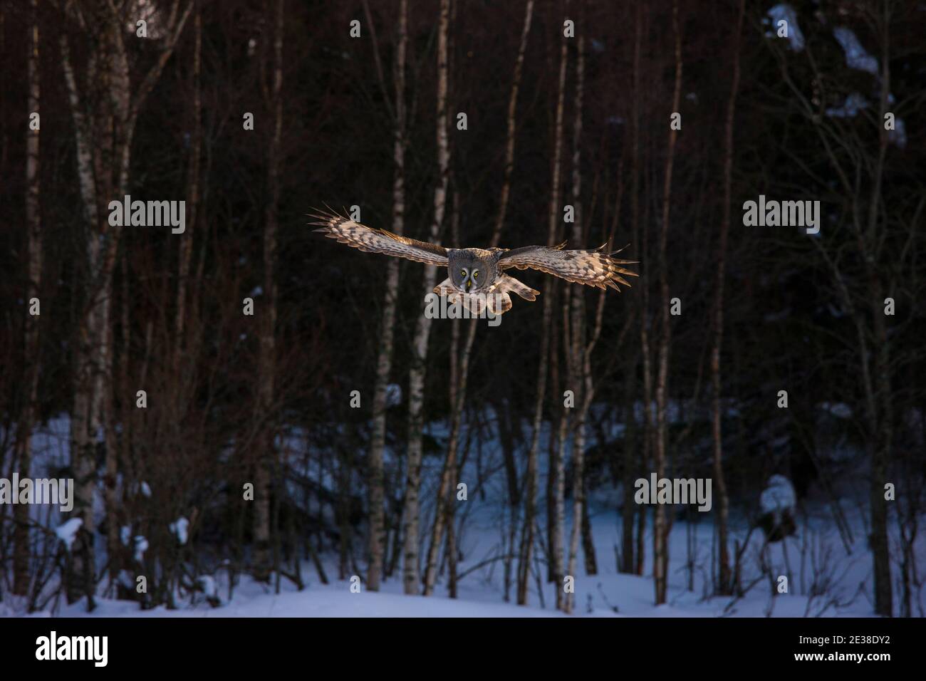 CARABO LAPON - GREAT GREY OWL (Strix nebulosa Stock Photo - Alamy
