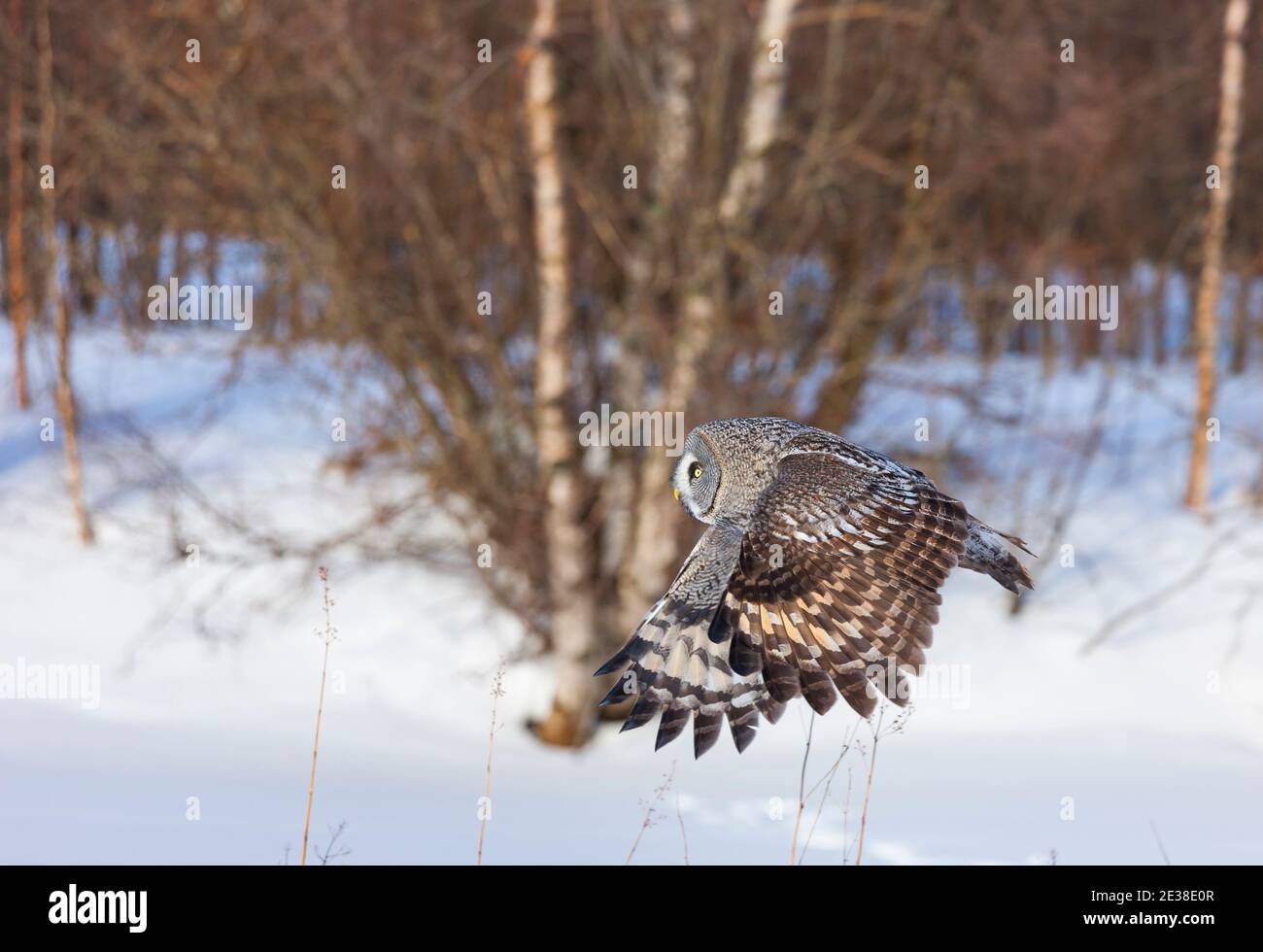 CARABO LAPON - GREAT GREY OWL (Strix nebulosa Stock Photo - Alamy
