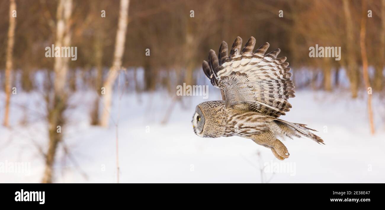 CARABO LAPON - GREAT GREY OWL (Strix nebulosa Stock Photo - Alamy
