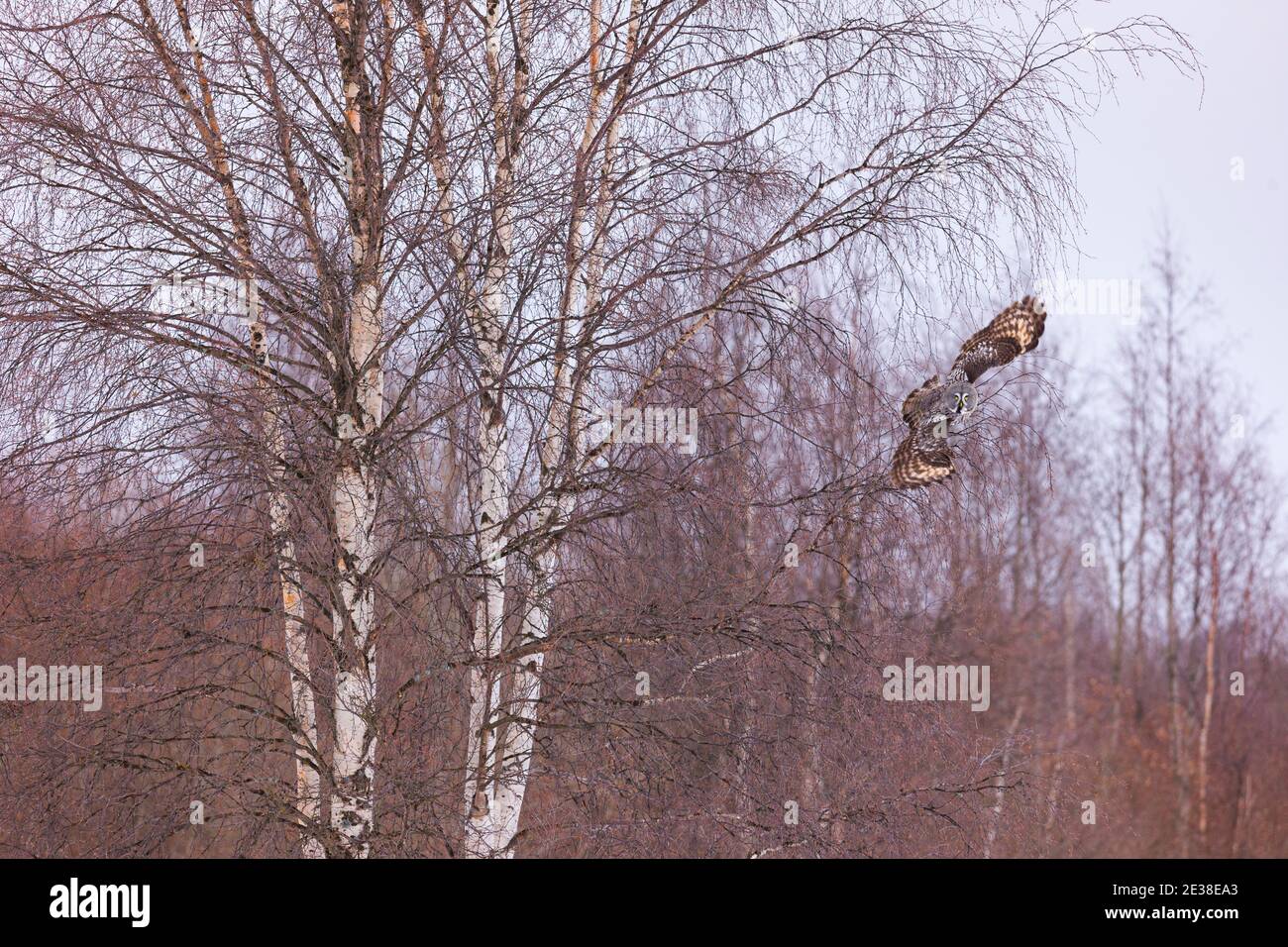 CARABO LAPON - GREAT GREY OWL (Strix nebulosa Stock Photo - Alamy