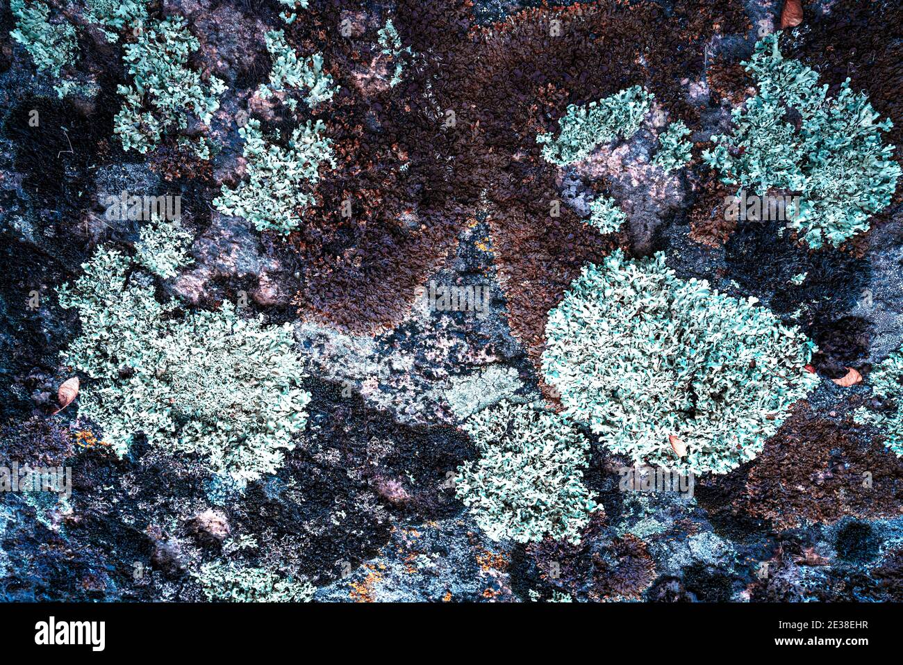 An unusual pattern of multi-colored mold on gray stone wall with moss ...