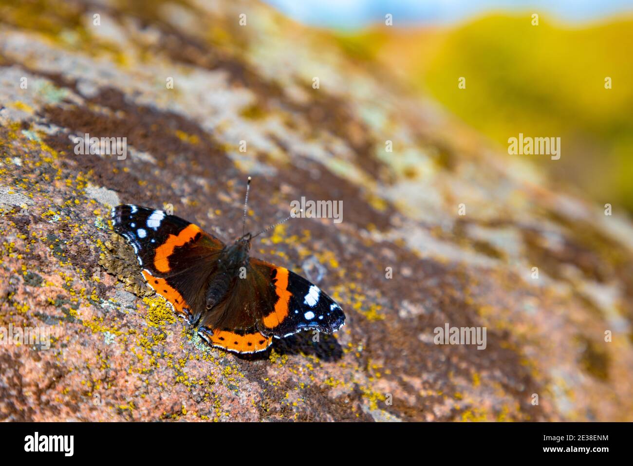Batterfly pattern hi-res stock photography and images - Alamy