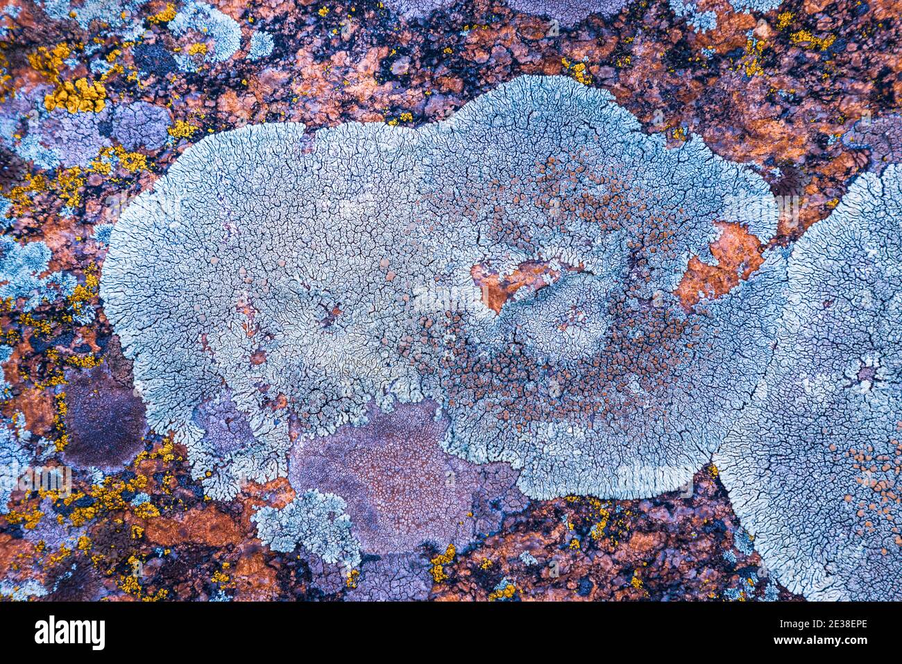 Concrete fragment covered with fungus as a background texture Stock ...