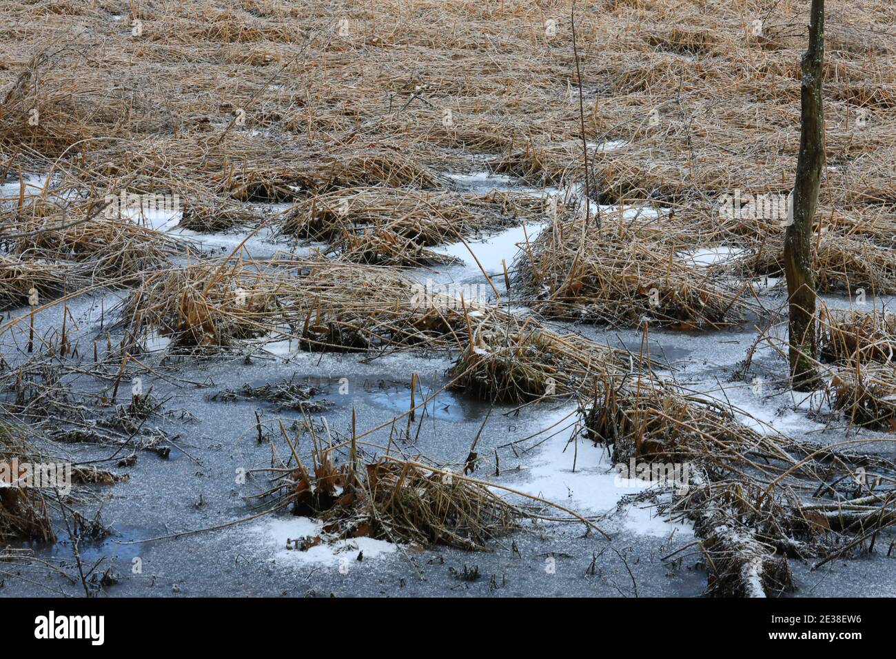 Frozen swamp area Stock Photo - Alamy