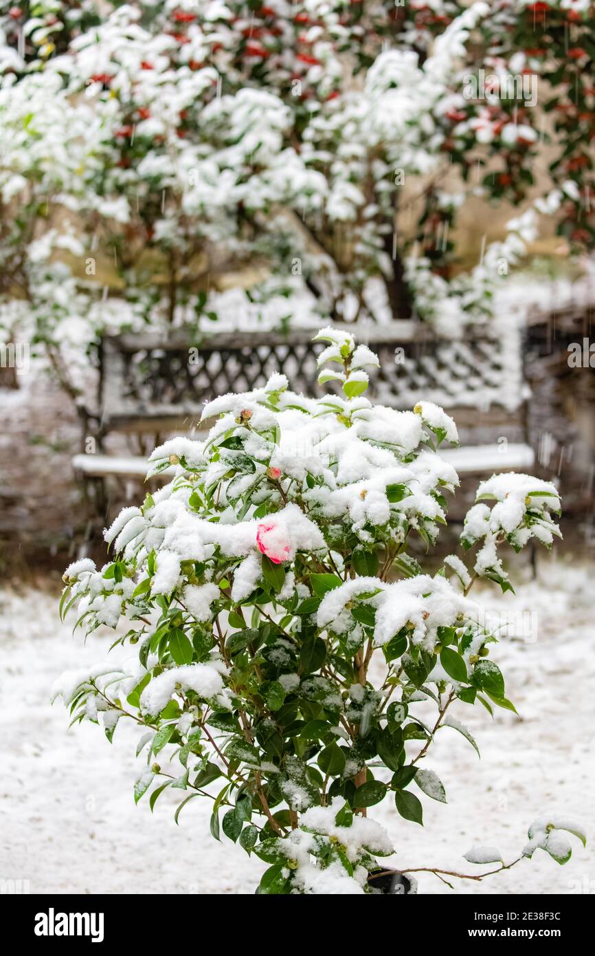 camellia under the snow in the garden, romantic landscape Stock Photo ...