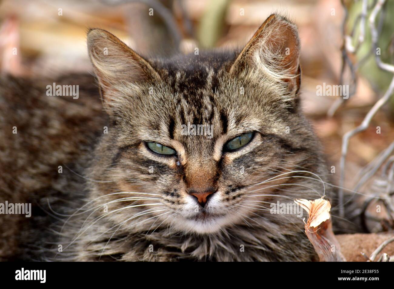 Predator face hi-res stock photography and images - Alamy