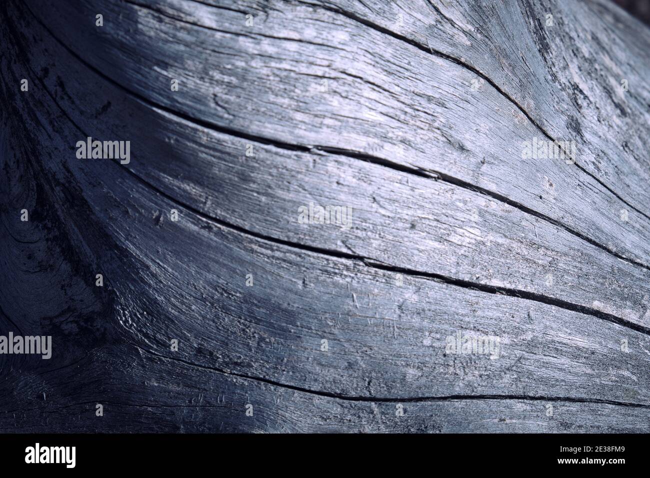organic lines texture over a wood trunk Stock Photo - Alamy