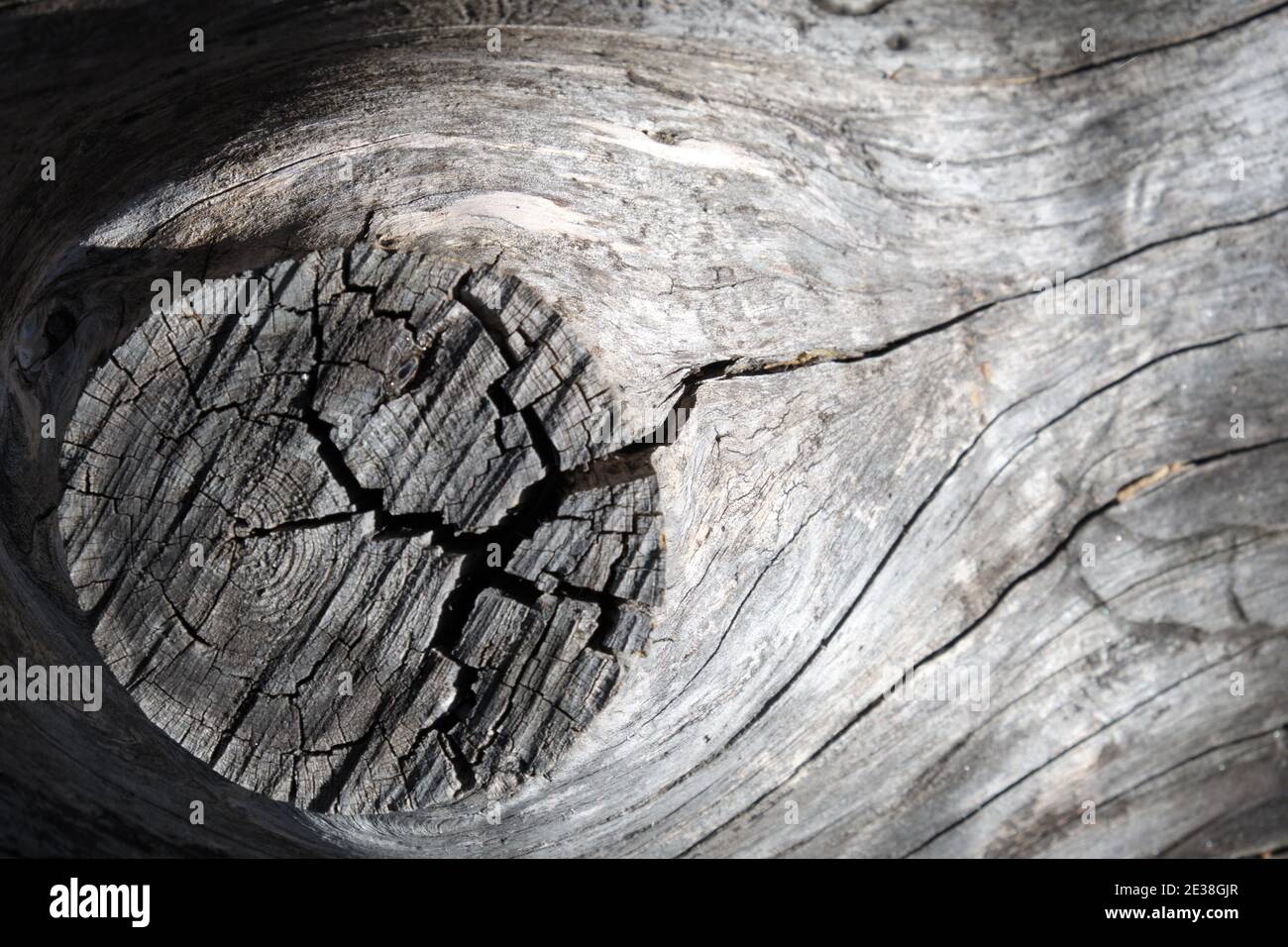 organic lines texture over a wood trunk Stock Photo - Alamy