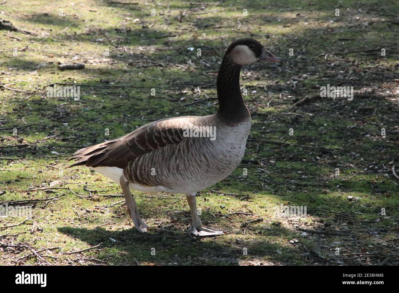 Hybrid goose - Canada x greylag Stock Photo - Alamy