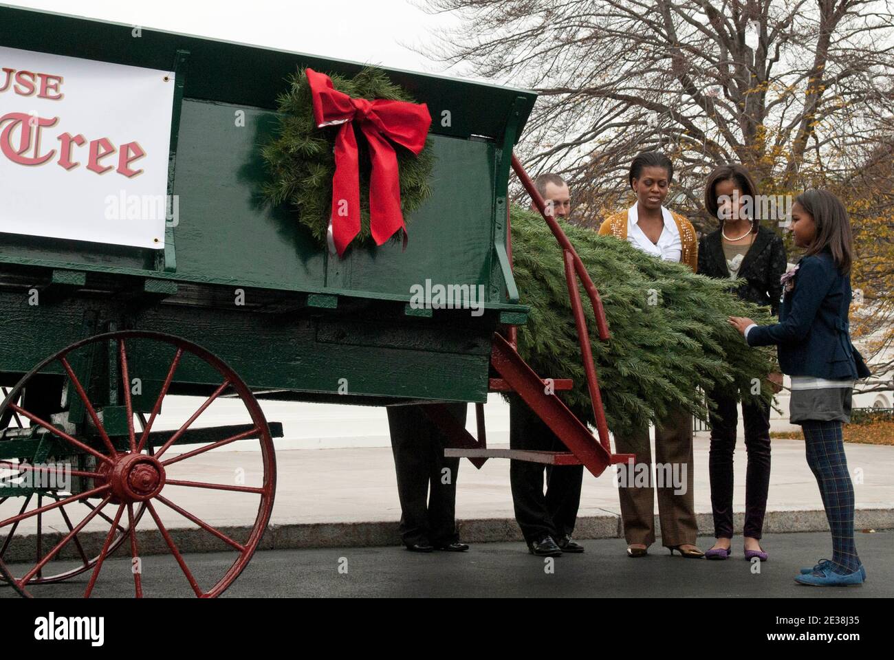 Lady anne tree hi-res stock photography and images - Alamy