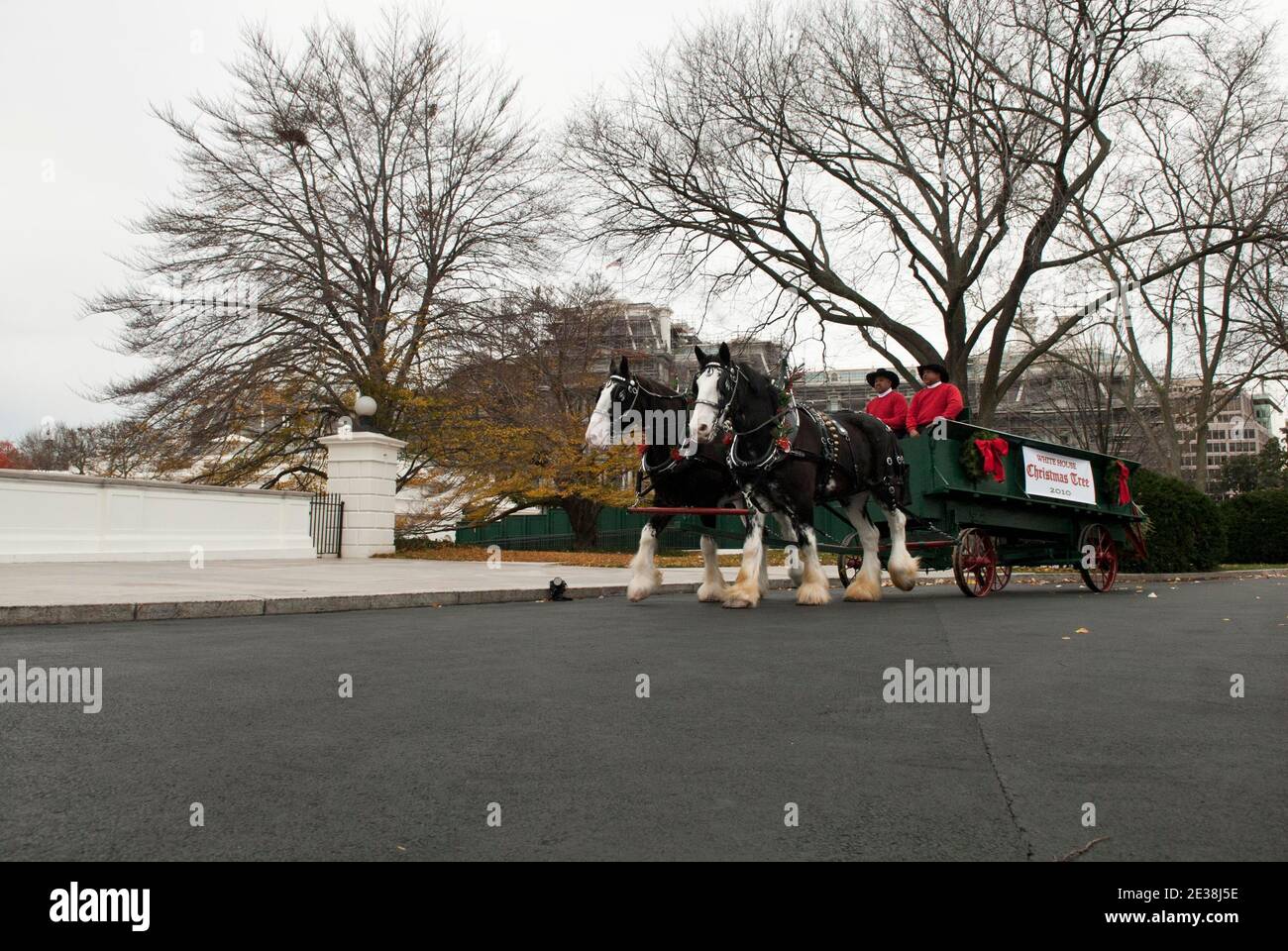 Lady anne tree hi-res stock photography and images - Alamy