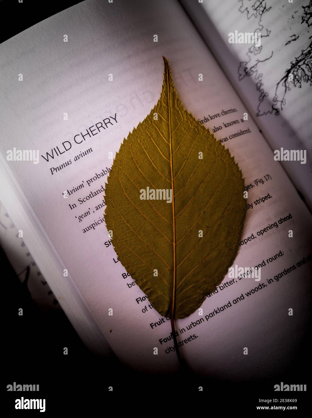 Book leaf hi-res stock photography and images - Alamy