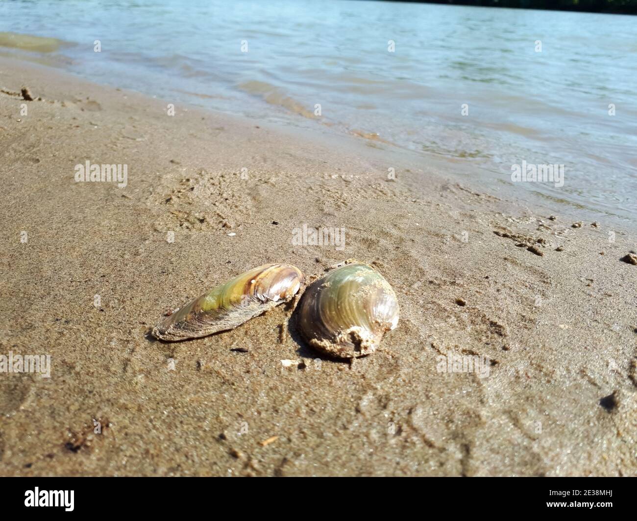 Dead Fish On Bank River High Resolution Stock Photography and Images ...