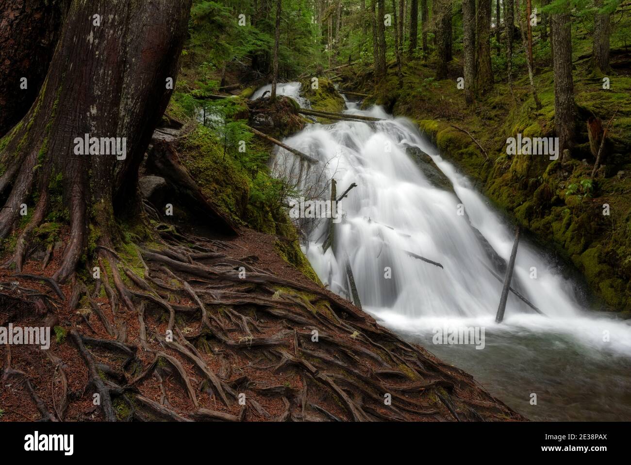 This Little Zigzag Falls in the Mt. Hood Wilderness in Oregon. Zigzag ...