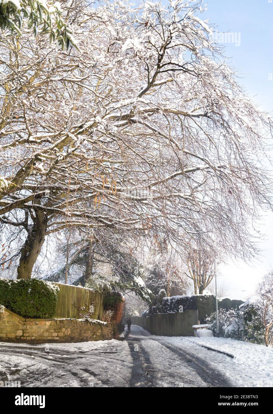Beech tree in winter hi-res stock photography and images - Alamy