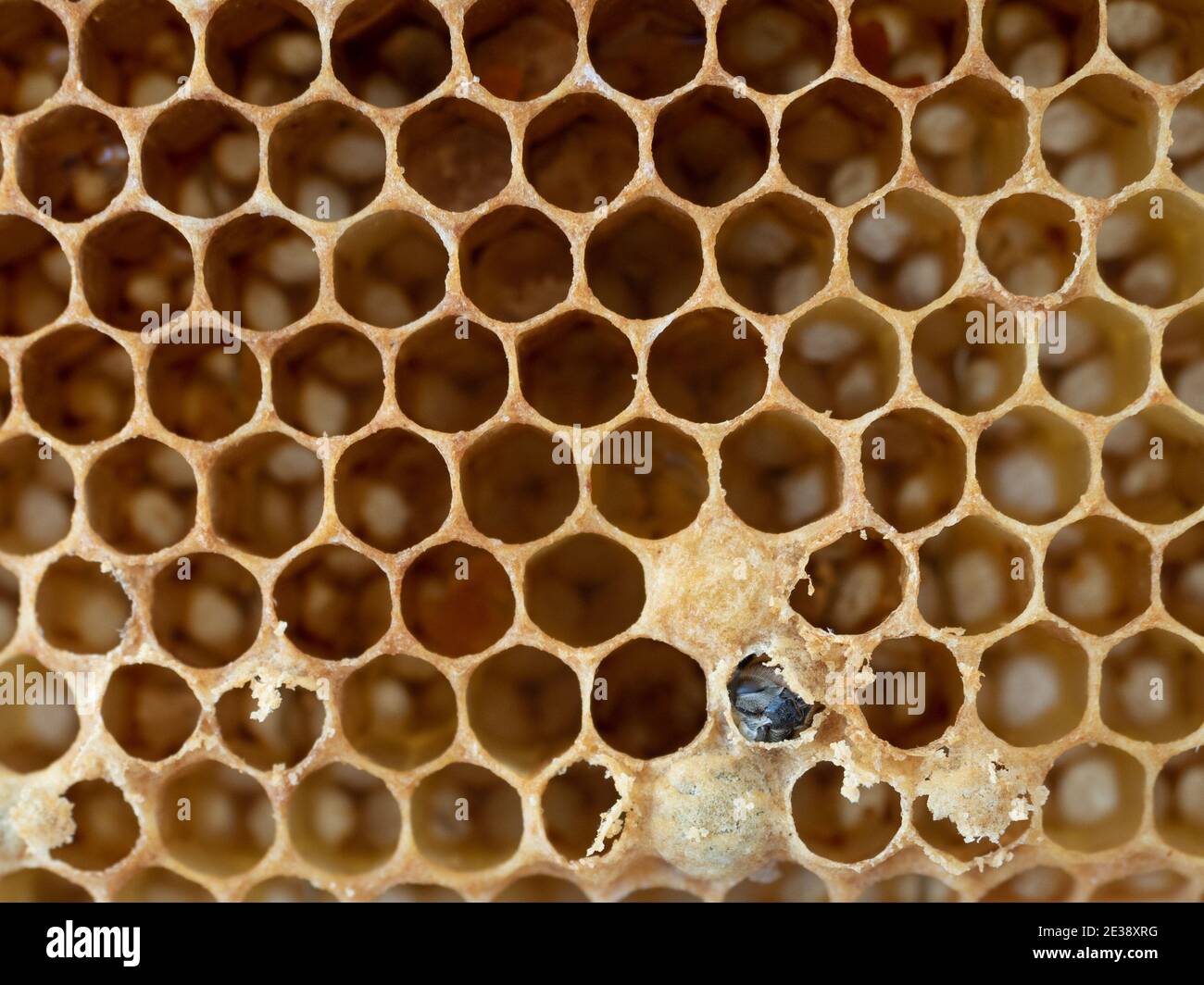 Newborn bee hi-res stock photography and images - Alamy