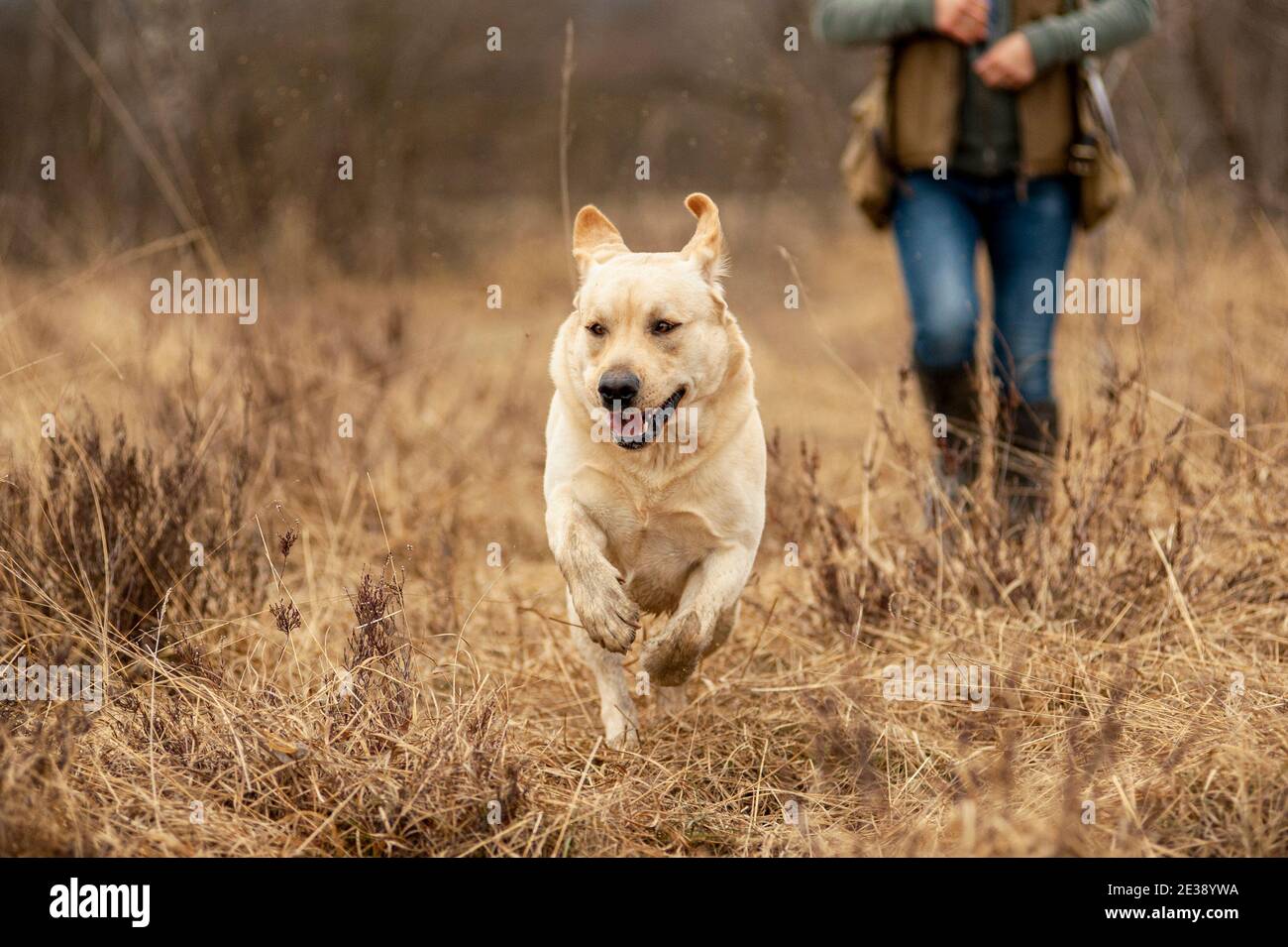 Adult labrador retriever hi-res stock photography and images - Alamy