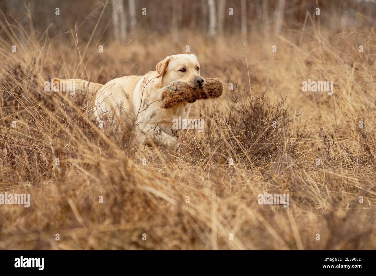 Labrador with gundog dummy hi-res stock photography and images - Alamy