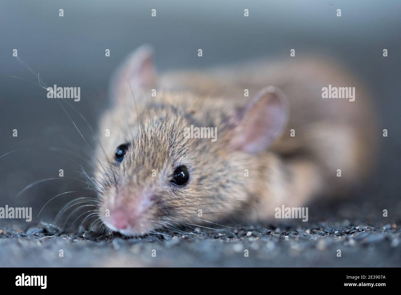 Big mouse ear or mouse ear hi-res stock photography and images - Alamy