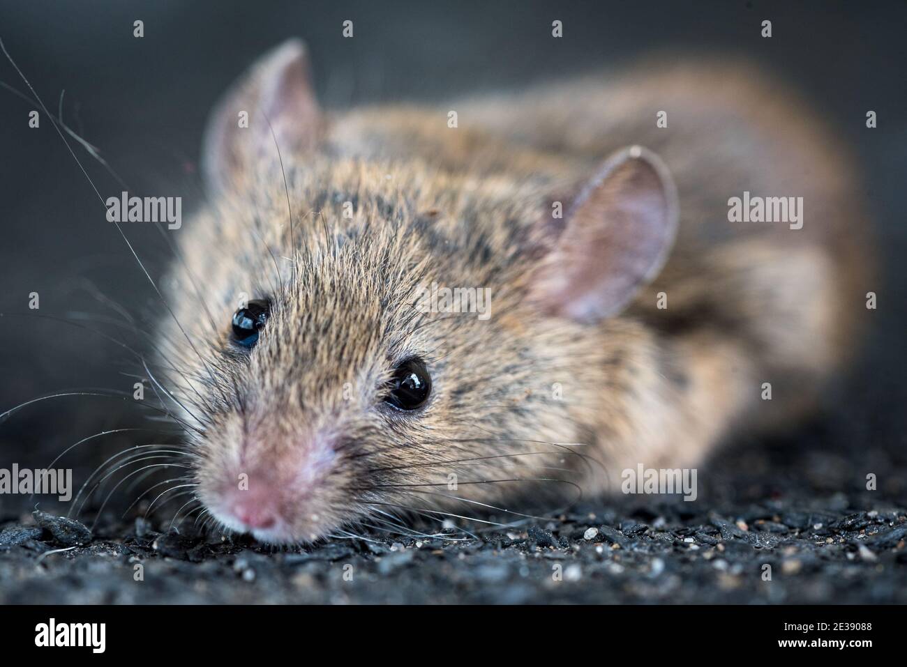 A gray mouse with big black eyes in close-up. blurred background. A ...