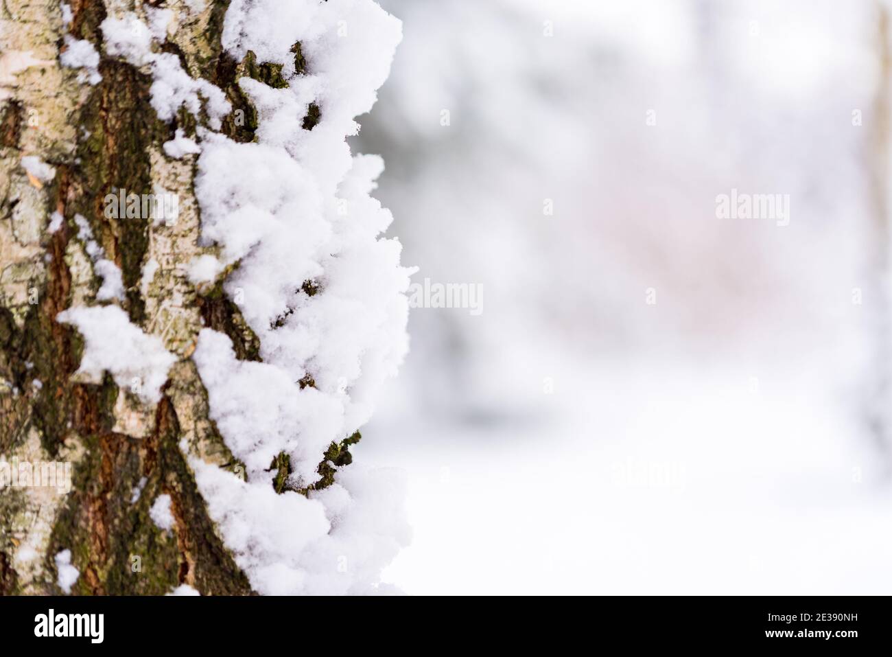 Simple snowy forest texture in hi-res stock photography and images - Alamy