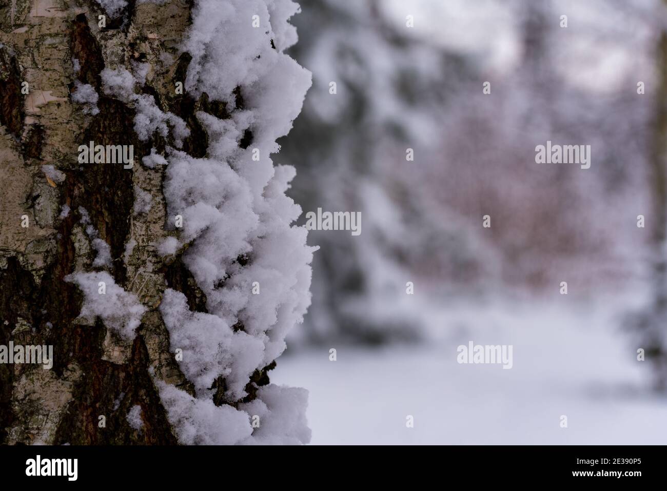 Birch trunk covered with snow. Tree bark in snow. Winter in the forest ...