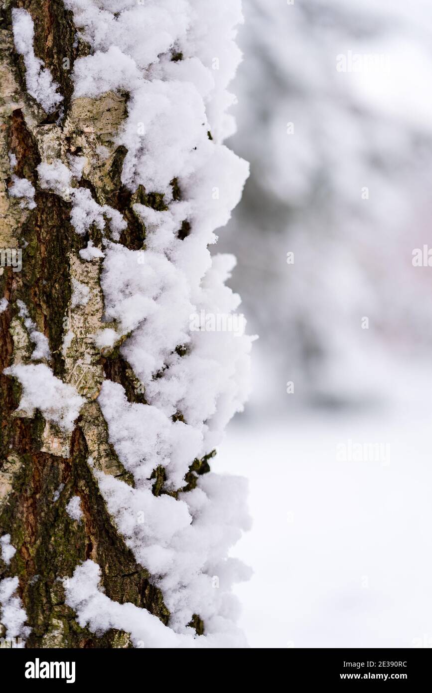 Simple snowy forest texture in hi-res stock photography and images - Alamy