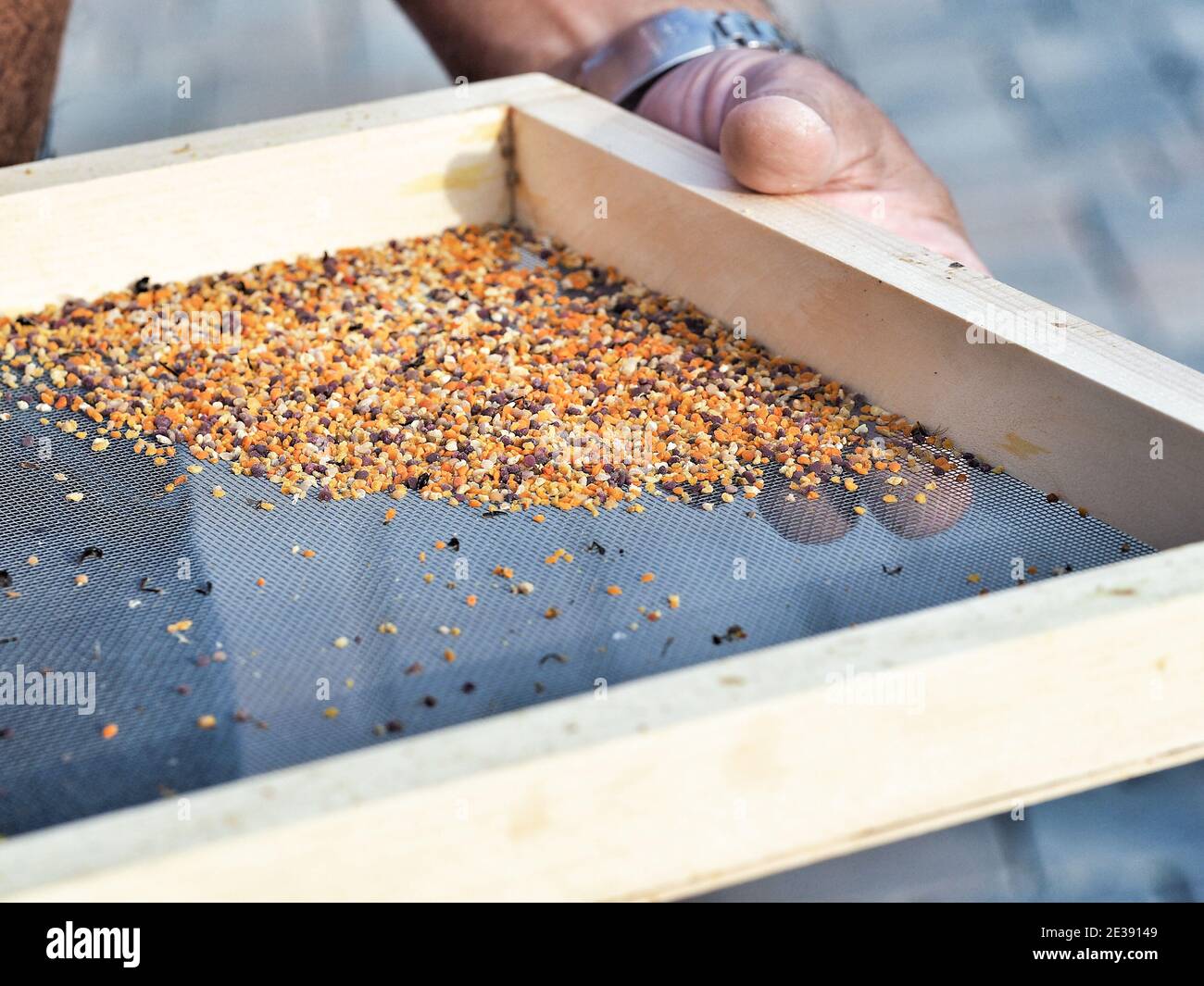 Male hands holding filter frame with pollen grains. Close up Stock ...