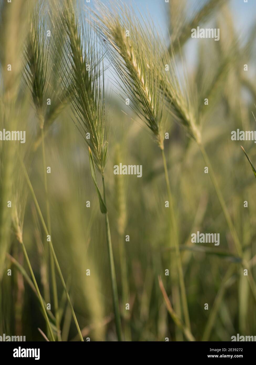 False barley - Hordeum murinum - field. Close up, blurred background ...