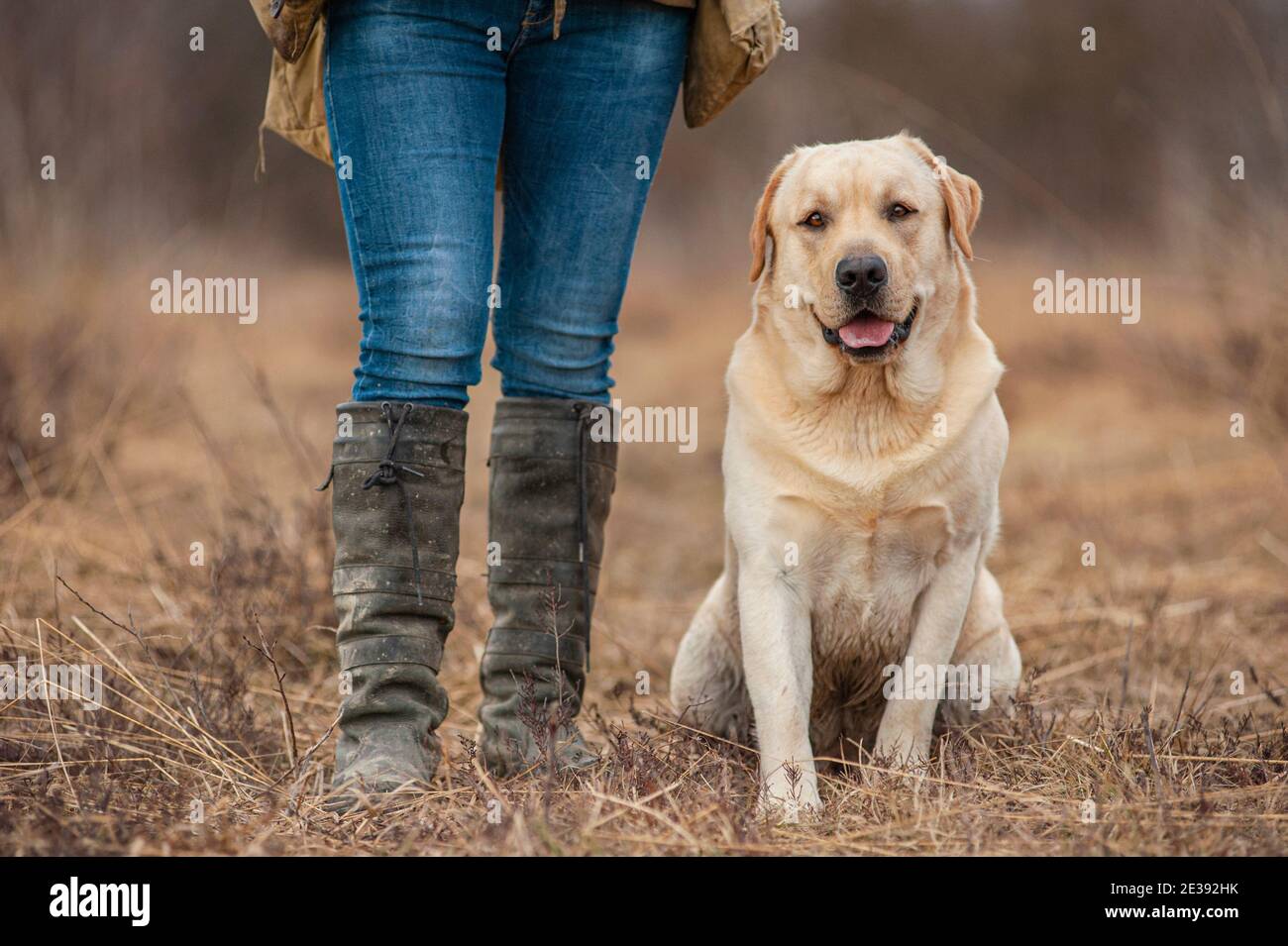 Yellow labrador retriever is sitting near its owner during a hunting ...